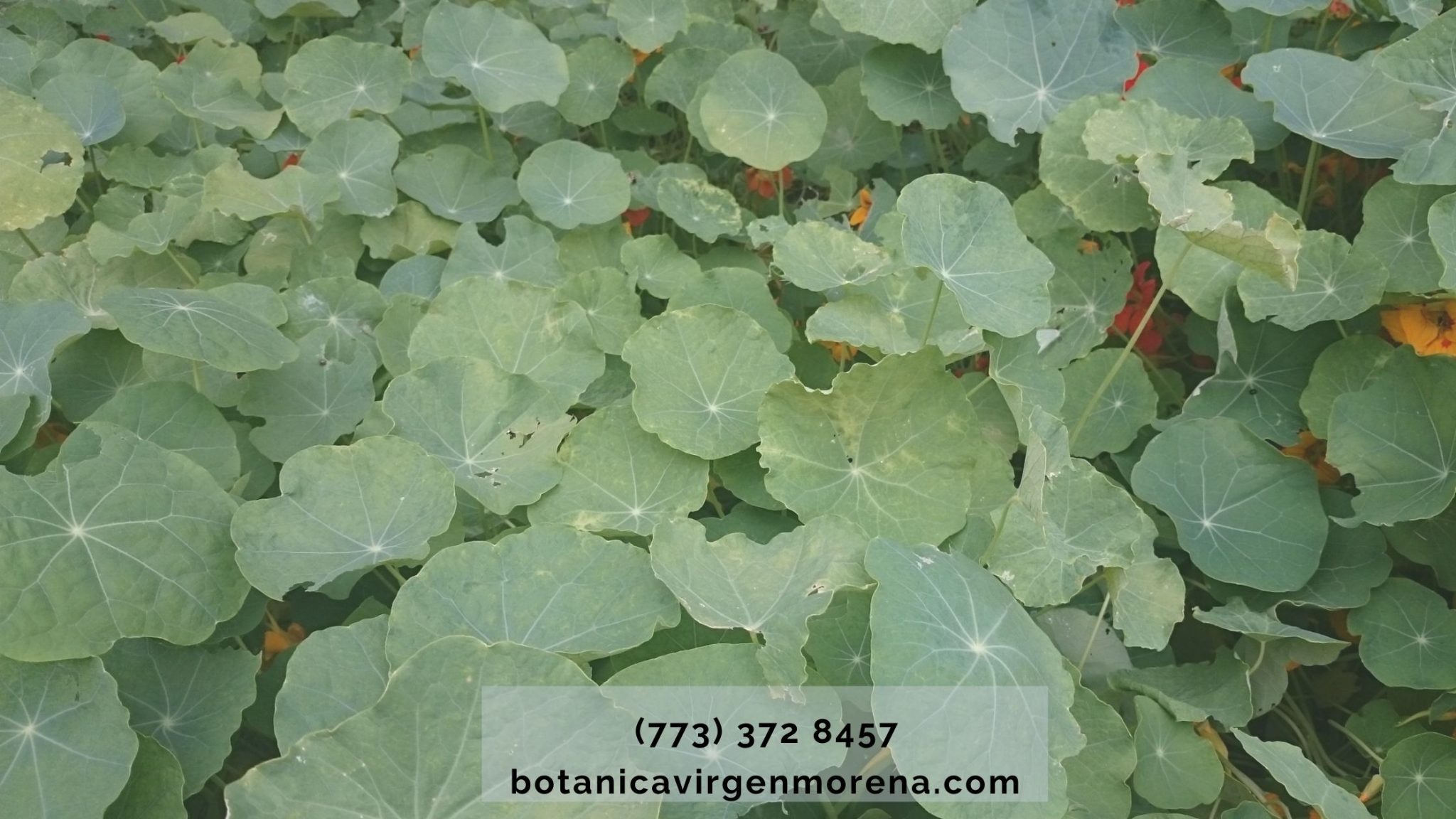 Qué Es La Hoja Santa Y Para Que Sirve